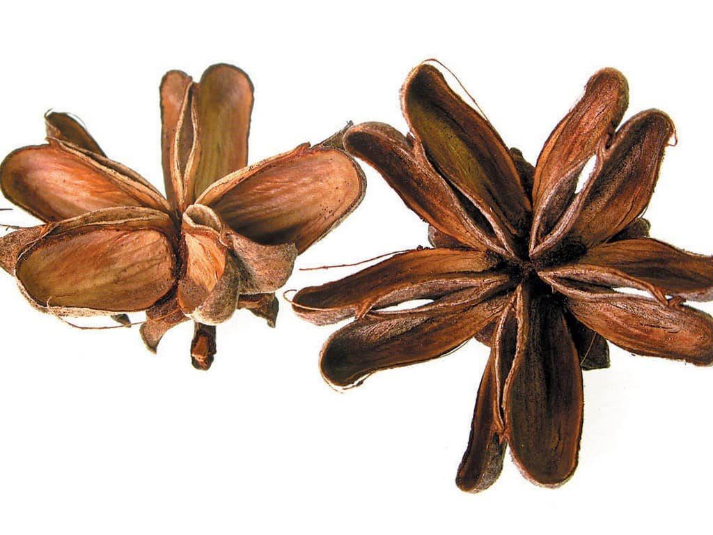 Premium Botanical Extracts Manufacturer: Food, Cosmetics & Care