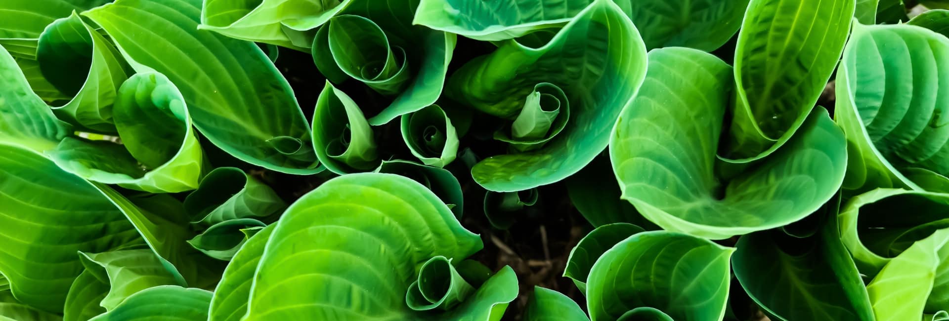 Press Releases - Botanical Extracts Manufacturing | Manfacture ...